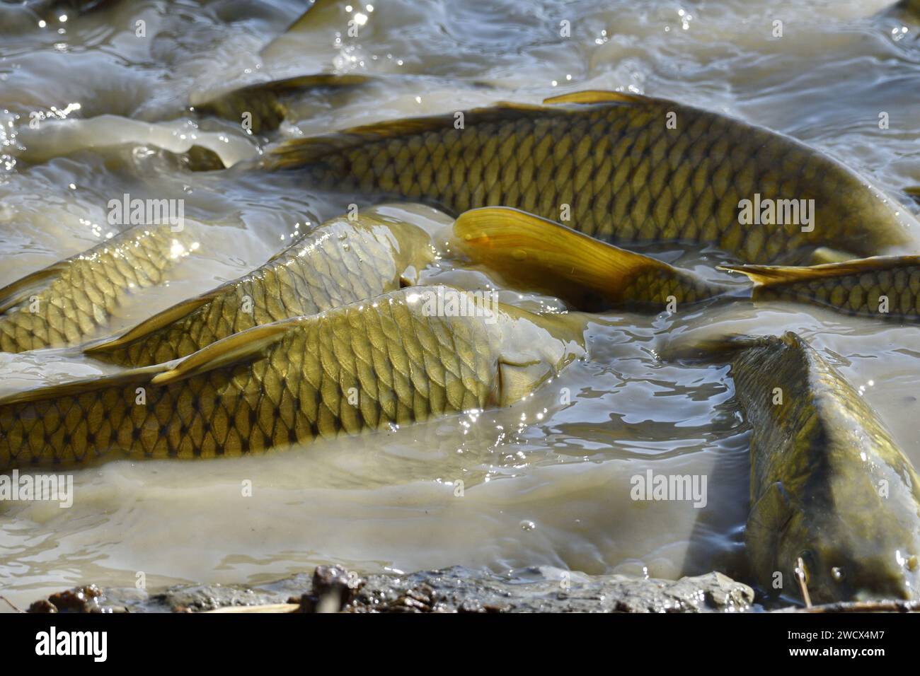 France, Doubs, wildlife, fish, common carp (Cyprinus carpio Stock Photo ...