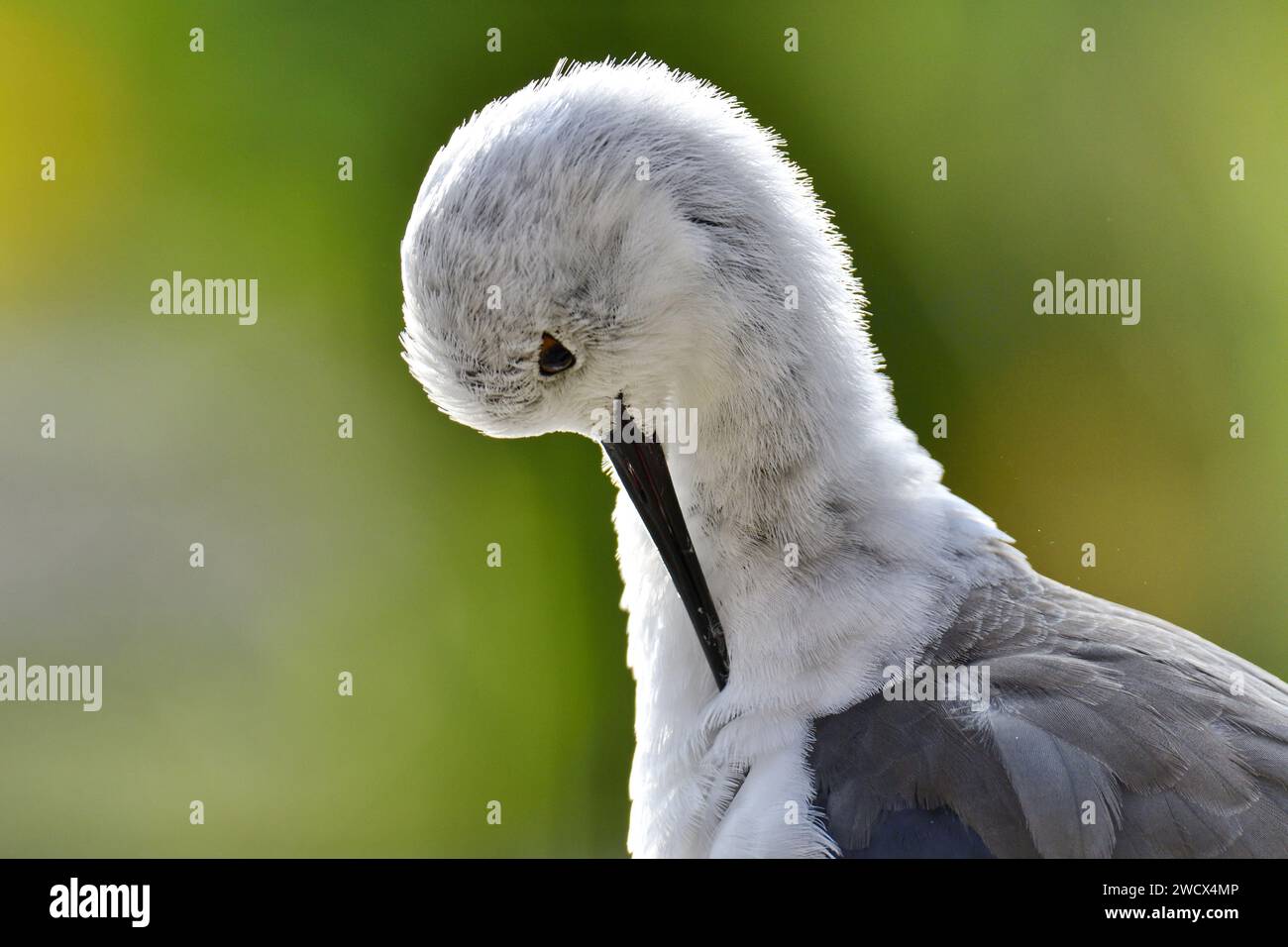 France, Doubs, wildlife, bird, White Stilt (Himantopus himantopus Stock ...