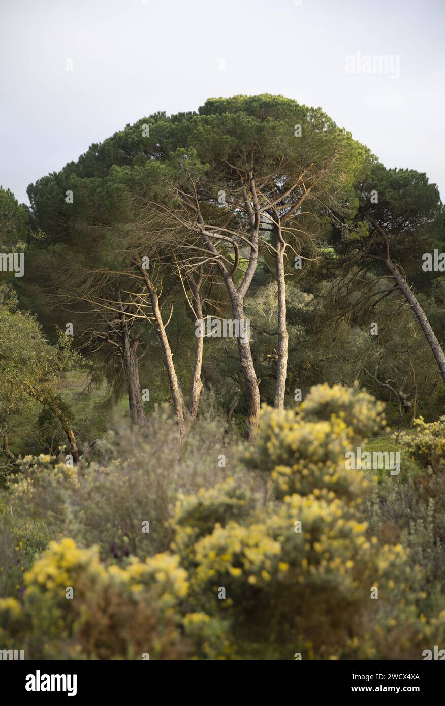 Portugal, Alentejo, Melides, pine forest and wild nature stretching as ...