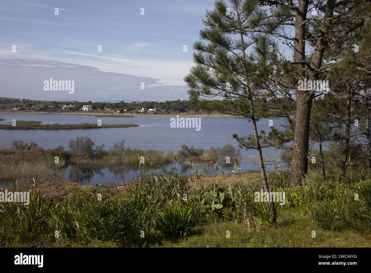 Portugal, Alentejo, Melides, Melides lagoon and its green banks planted ...