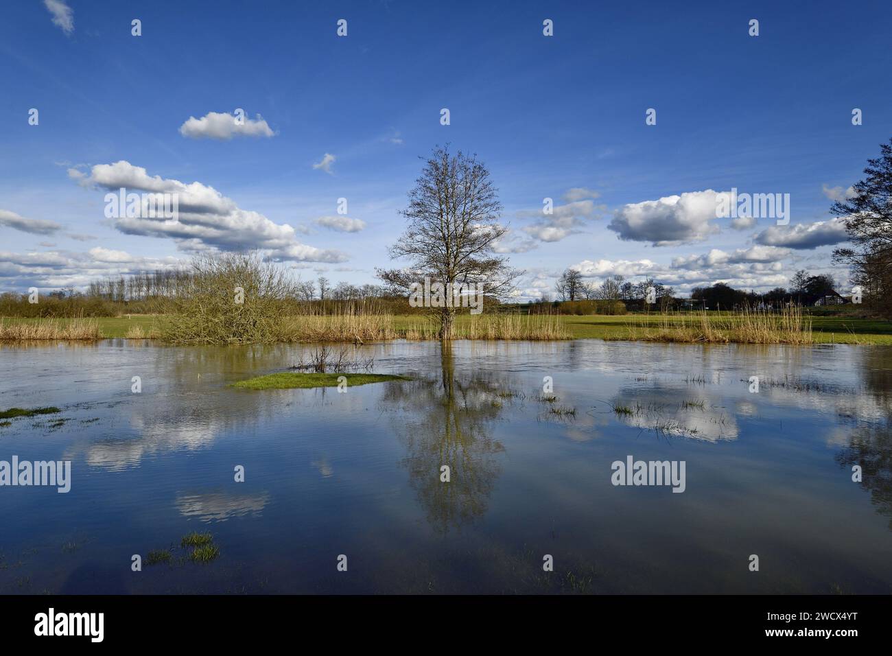 France, Territoire de Belfort, river, Bourbeuse, flood, dead tree Stock ...