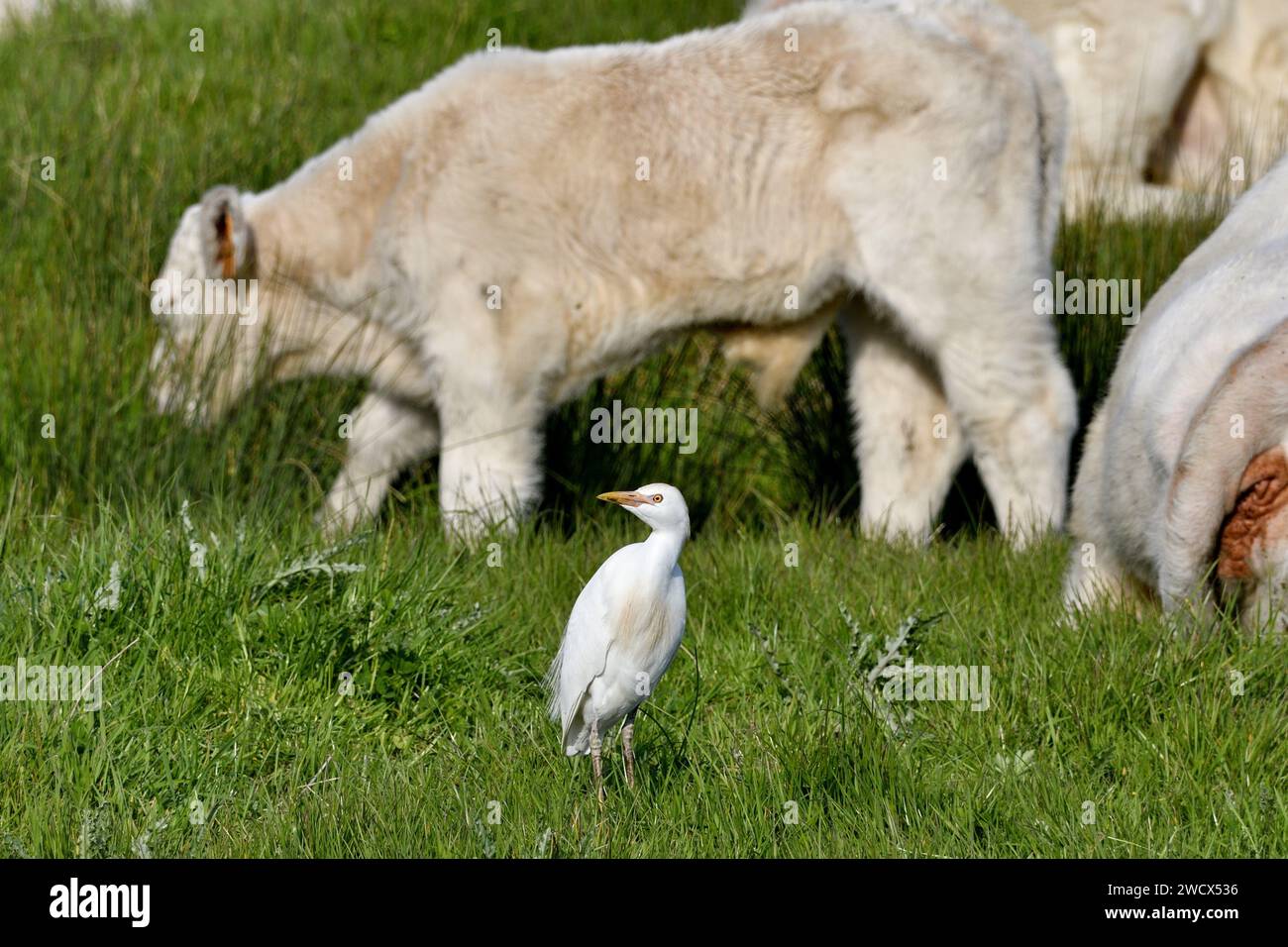 France, Doubs, wildlife, bird, Cattle Egret (Bubulcus ibis) on pasture ...