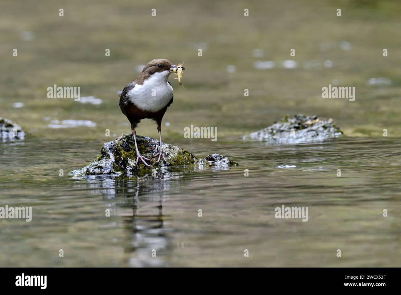 France, Doubs, wildlife, bird, Dipper (Cinclus cinclus), feeding Stock ...