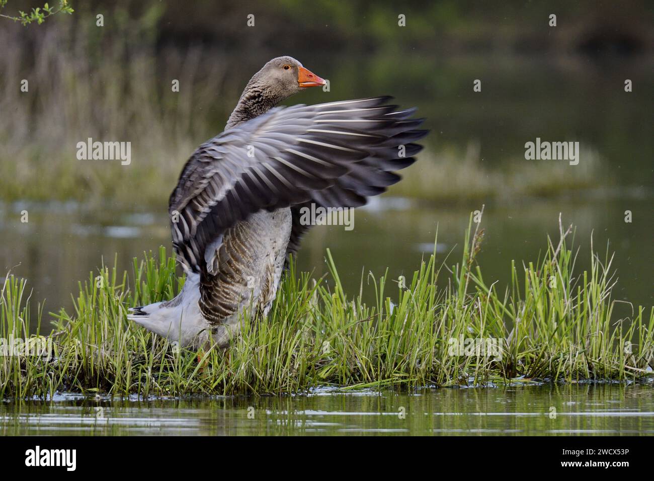 France wild animals hi-res stock photography and images - Alamy