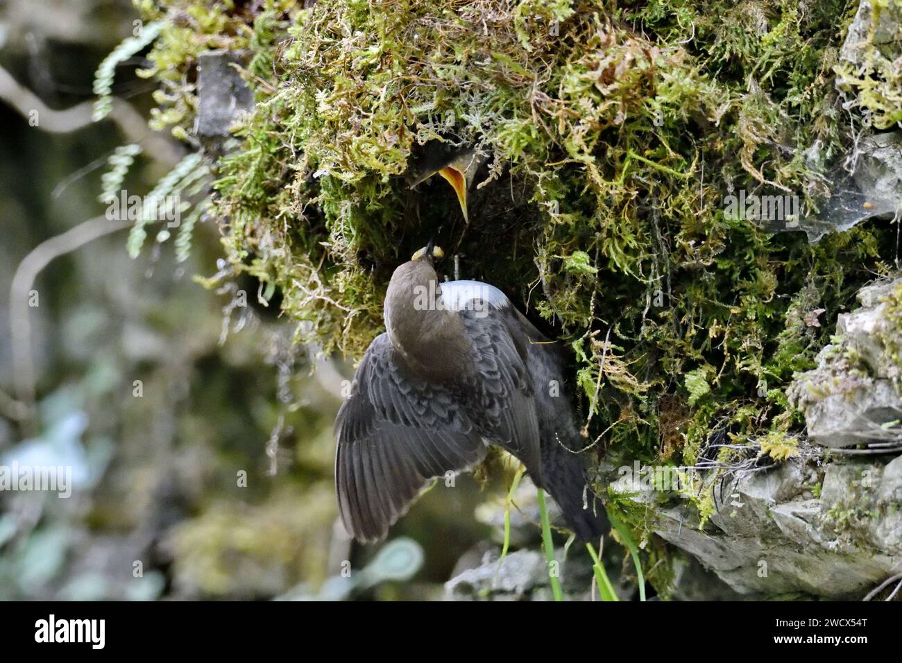 France, Doubs, wildlife, bird, Dipper (Cinclus cinclus), feeding at the ...