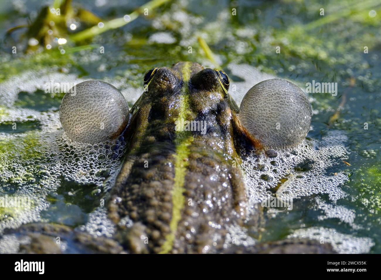 Laughing frog hi-res stock photography and images - Alamy