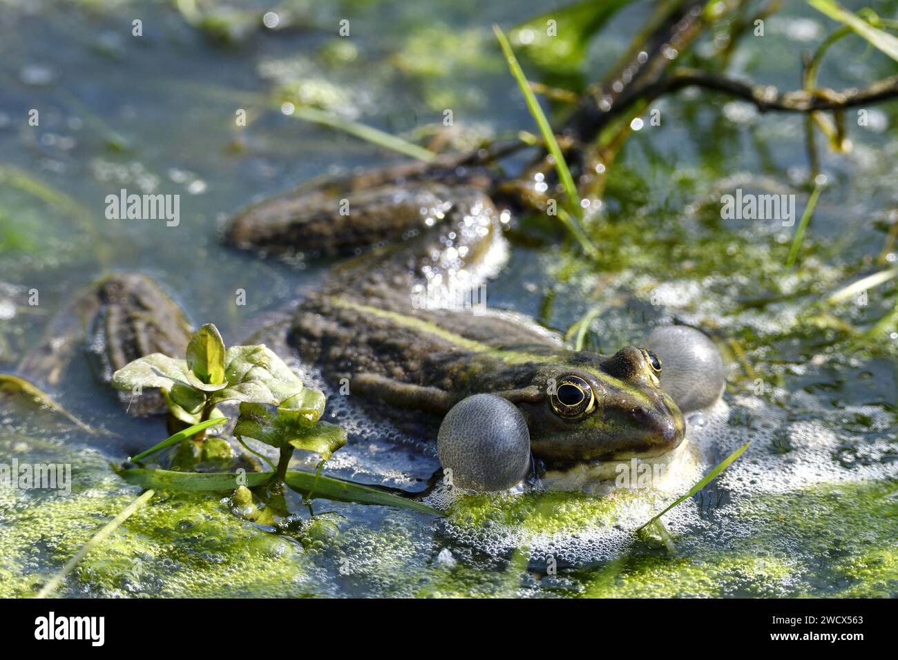 France, Doubs Laughing frog (Pelophylax ridibundus), croaking, swelling ...