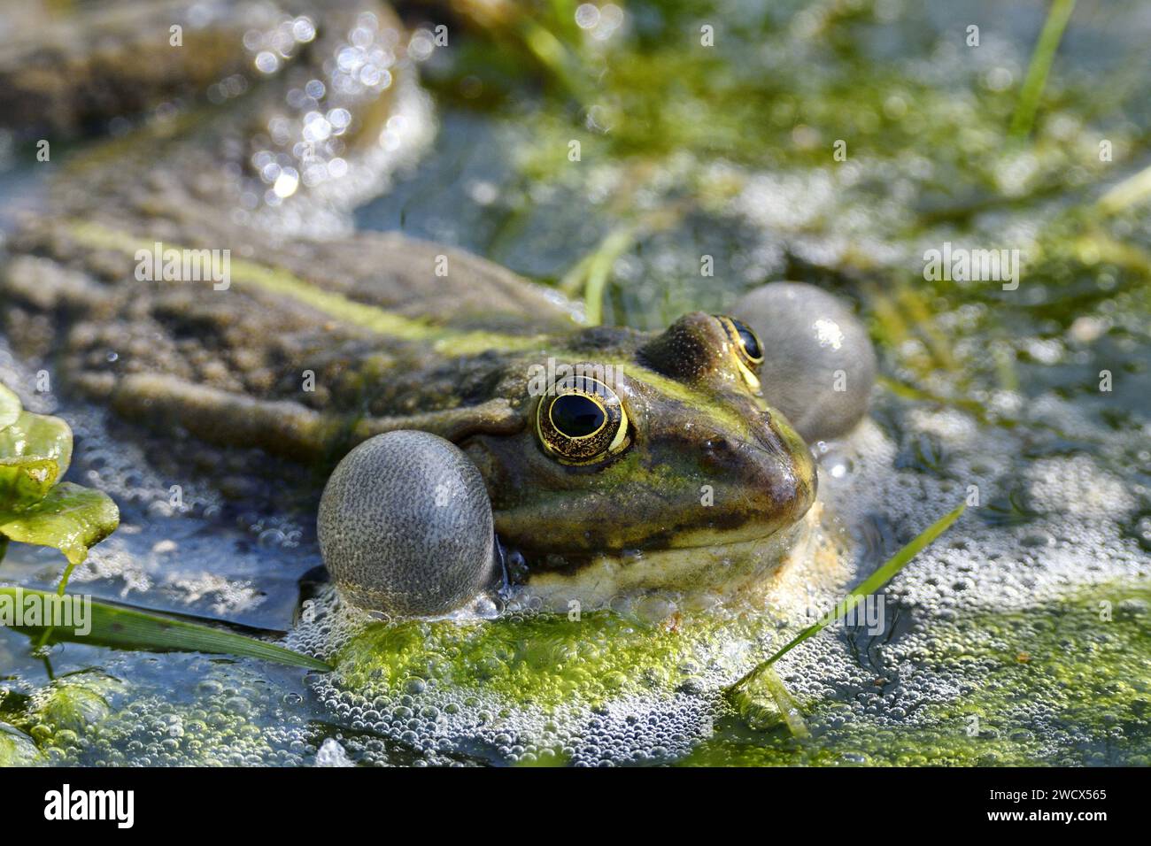 France, Doubs Laughing frog (Pelophylax ridibundus), croaking, swelling ...