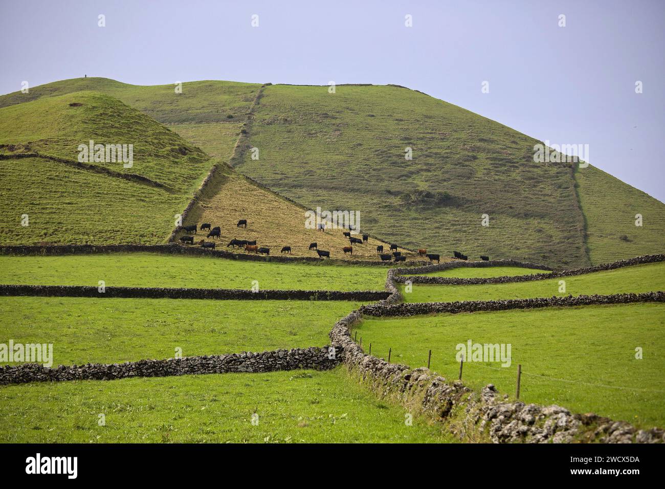 Portugal, Azores archipelago, Terceira island, cows in the middle of a ...