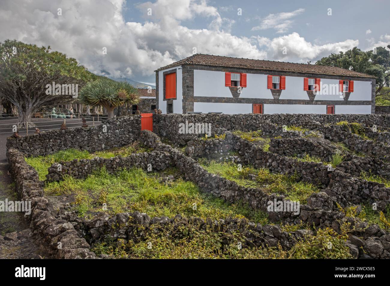 Portugal, Azores archipelago, Pico island, wine museum, vineyards ...