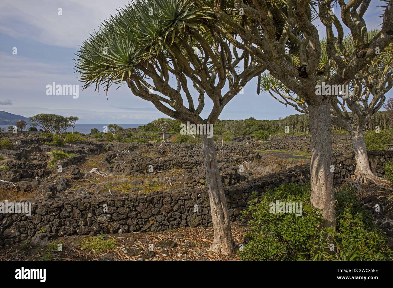 Portugal, Azores archipelago, Pico island, wine museum, centuries-old ...