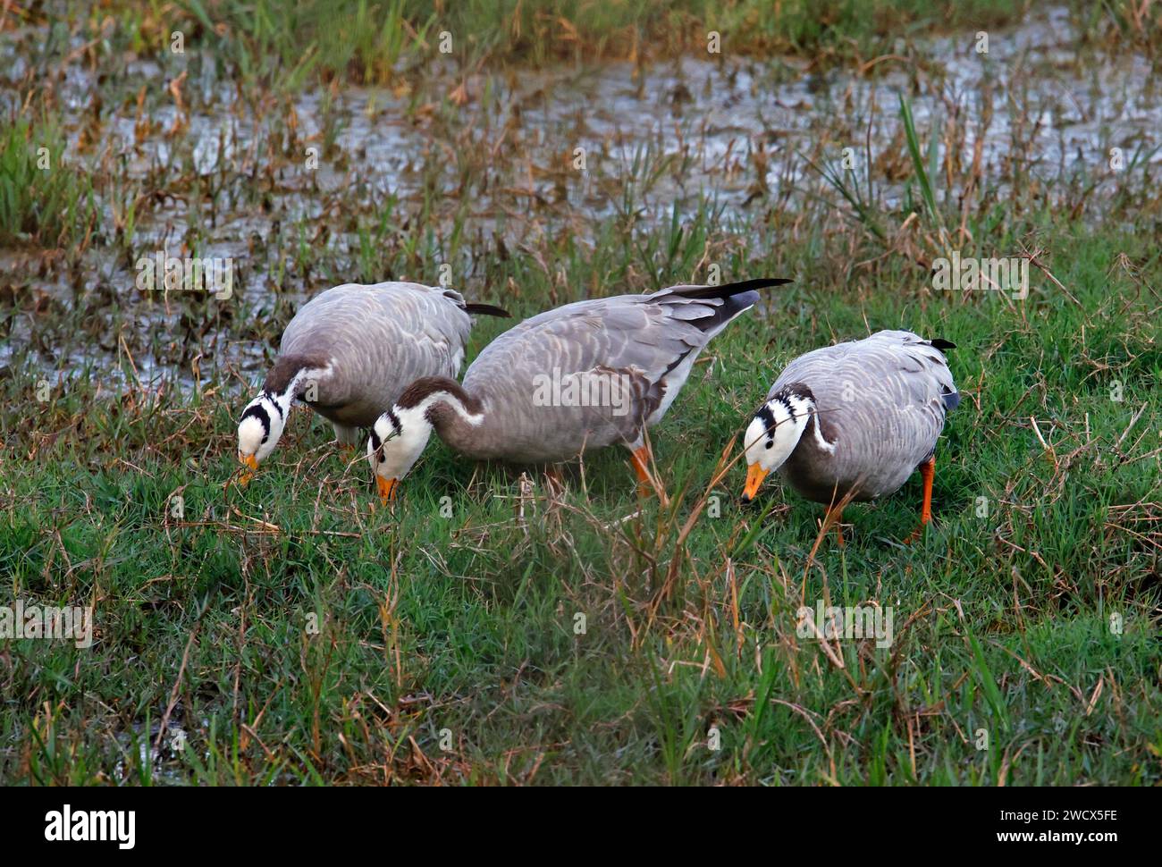 Bar headed geese feeding in the wetlands Stock Photo - Alamy