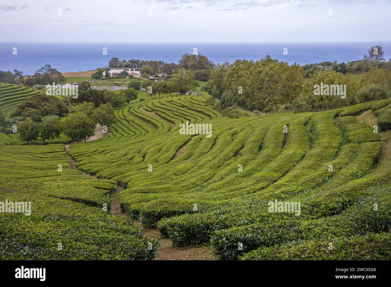 Portugal, Azores archipelago, Sao Miguel island, tea plantations of the ...