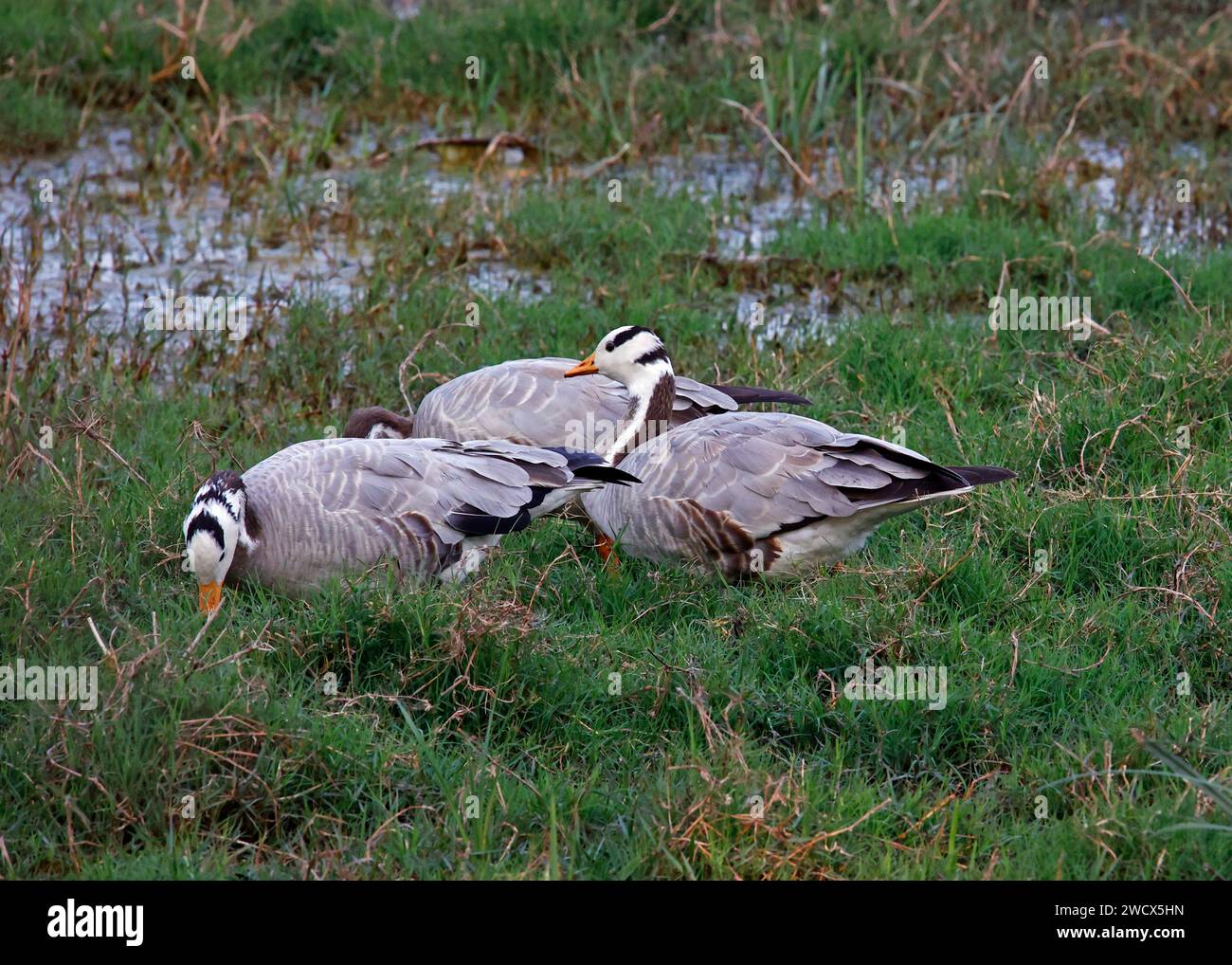 Bar headed geese feeding in the wetlands Stock Photo - Alamy