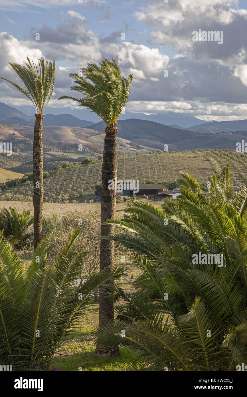 Types of palm trees hi-res stock photography and images - Alamy