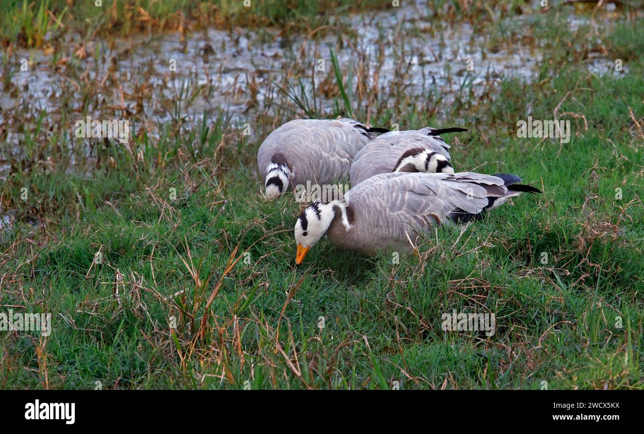 Bar headed geese feeding in the wetlands Stock Photo - Alamy