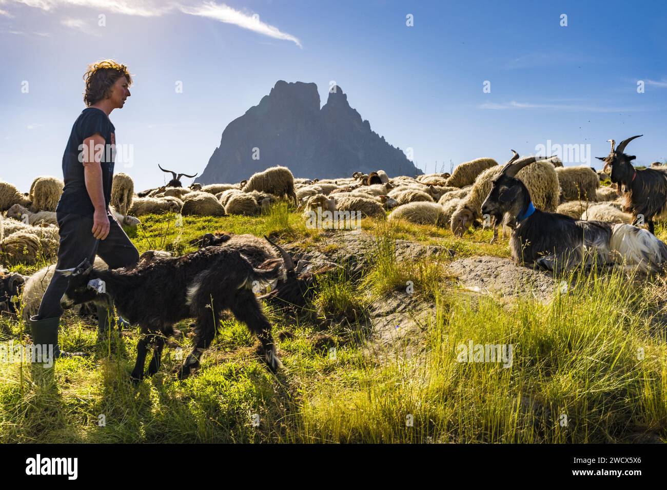 Sheep shepherd in french pyrenees hi-res stock photography and images ...