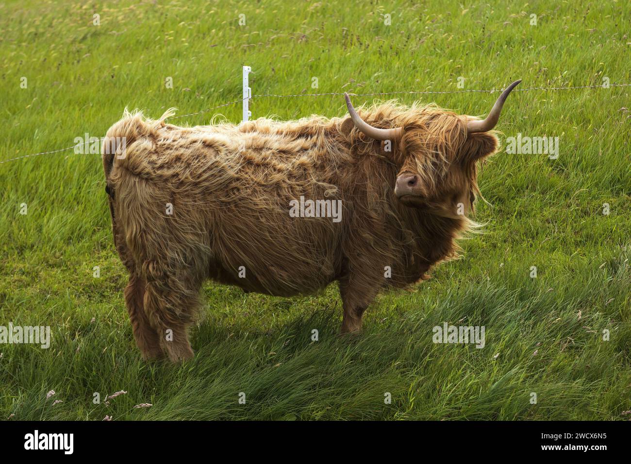 Faroe island cow hi-res stock photography and images - Alamy