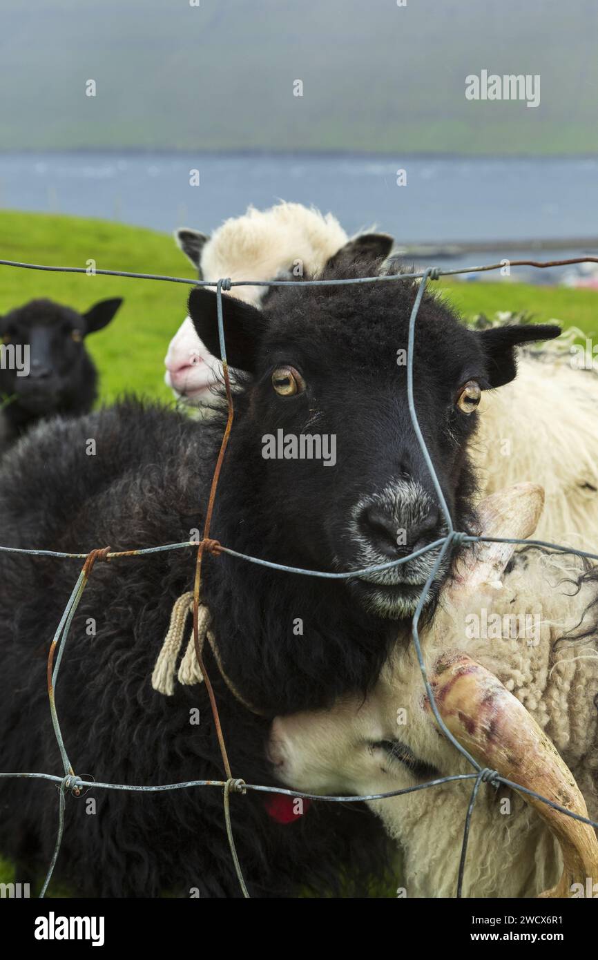 Denmark, Faroe Islands, Eysturoy island, Leirvik, sheep Stock Photo - Alamy