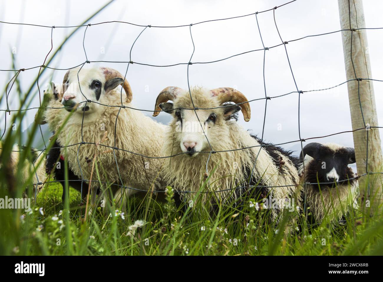 Denmark, Faroe Islands, Eysturoy island, Leirvik, sheep Stock Photo - Alamy