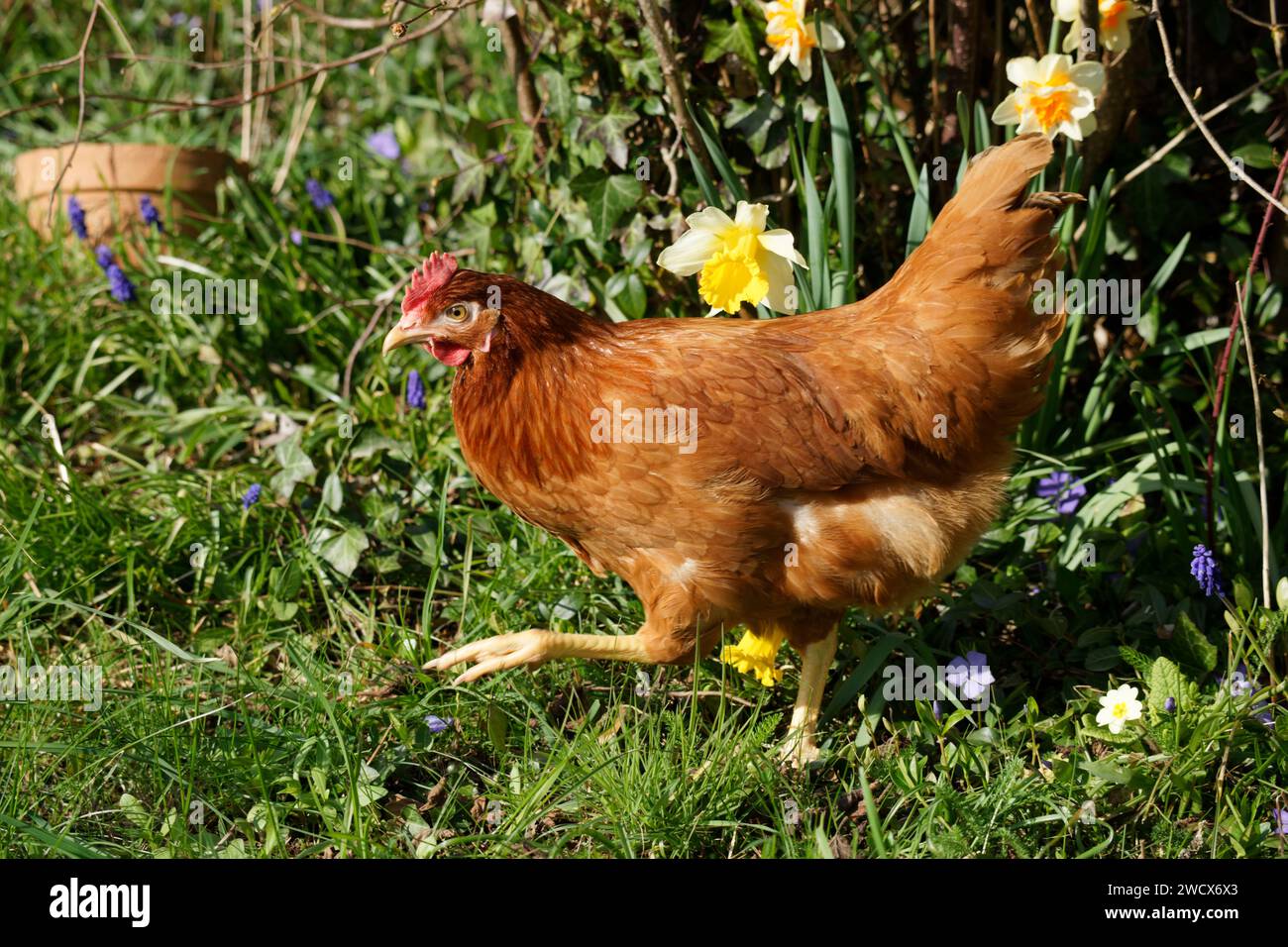 Hen spring hi-res stock photography and images - Alamy