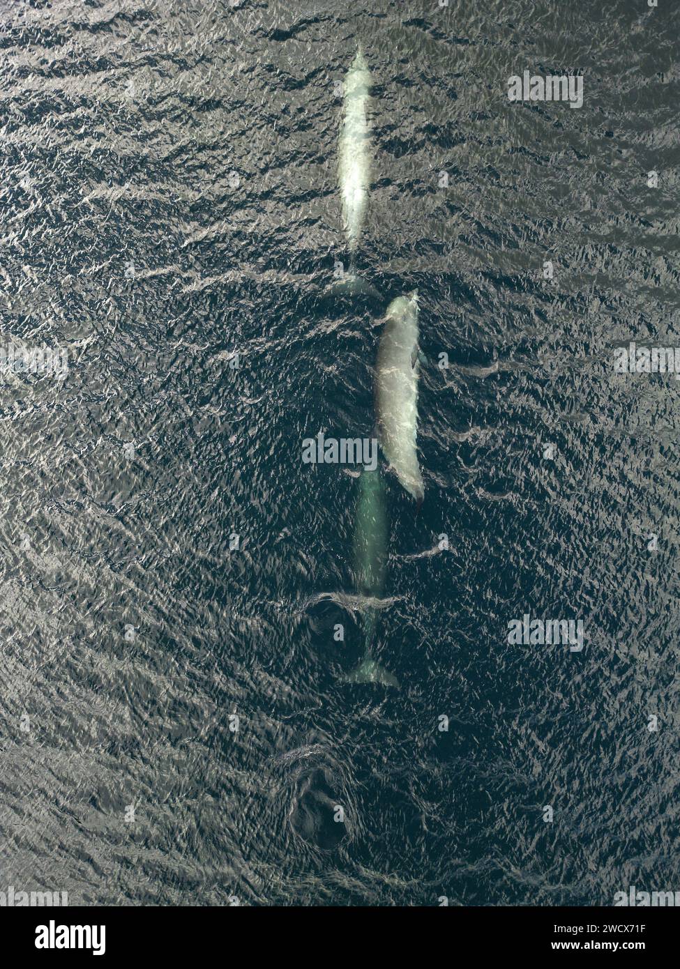 Denmark, Faroe Islands, Streymoy island, Kaldbaksbotnur, pilot whale ...