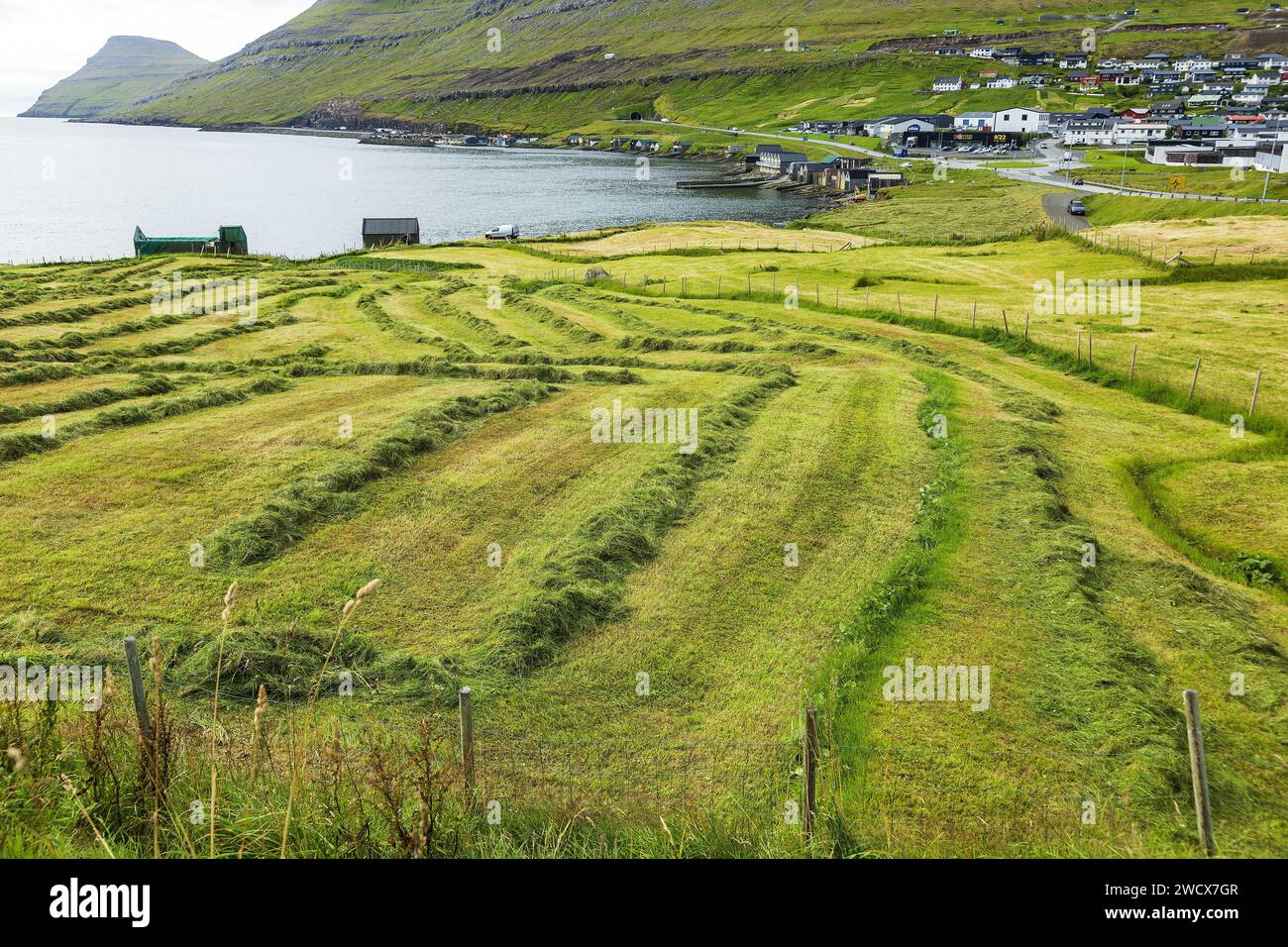 Denmark, Faroe Islands, Borðoy island, Klaksvik, hay cutting Stock ...