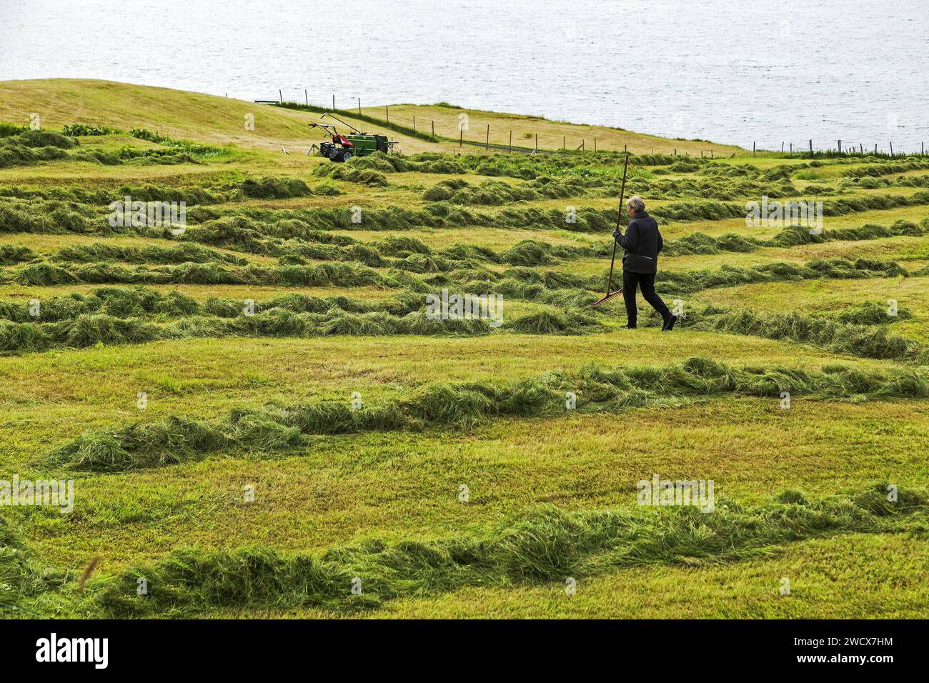 Denmark, Faroe Islands, Borðoy island, Klaksvik, hay cutting Stock ...