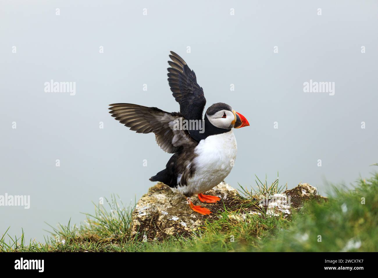 Denmark, Faroe Islands, Mykines island Stock Photo - Alamy