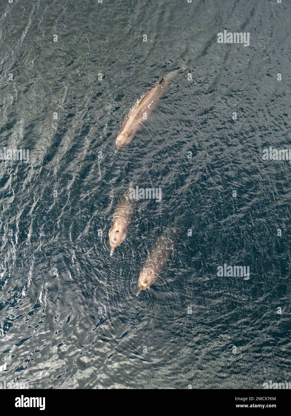 Denmark, Faroe Islands, Streymoy island, Kaldbaksbotnur, pilot whale ...