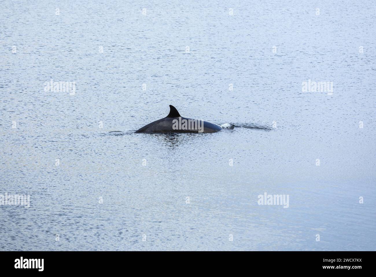 Denmark, Faroe Islands, Streymoy island, Kaldbaksbotnur, pilot whale ...