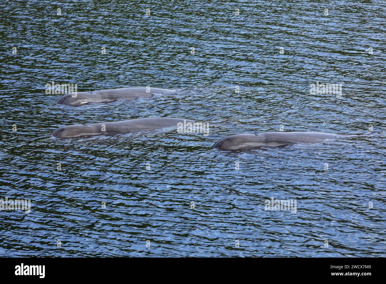 Denmark, Faroe Islands, Streymoy island, Kaldbaksbotnur, pilot whale ...