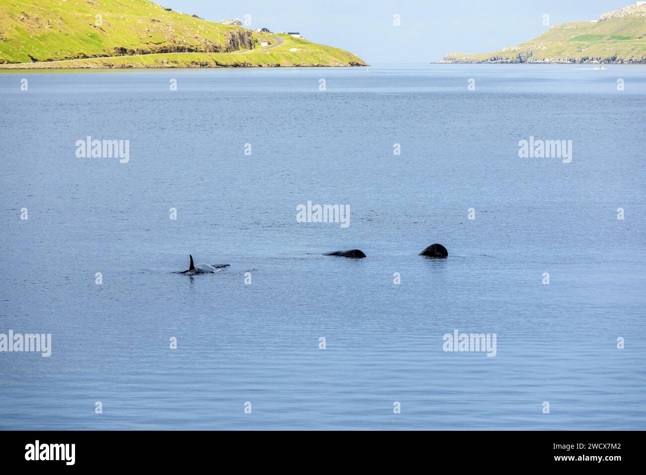 Denmark, Faroe Islands, Streymoy island, Kaldbaksbotnur, pilot whale ...