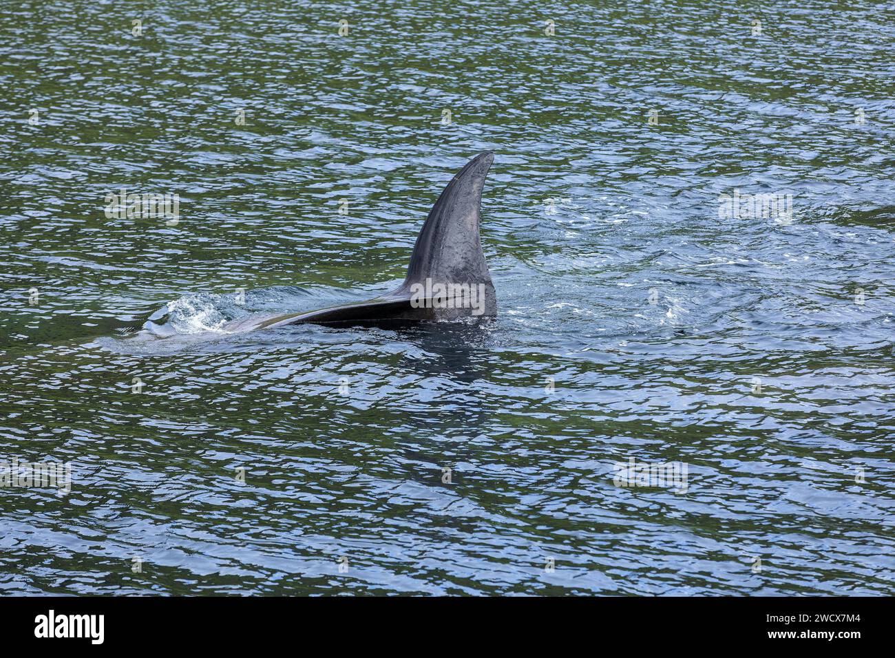 Denmark, Faroe Islands, Streymoy island, Kaldbaksbotnur, pilot whale ...