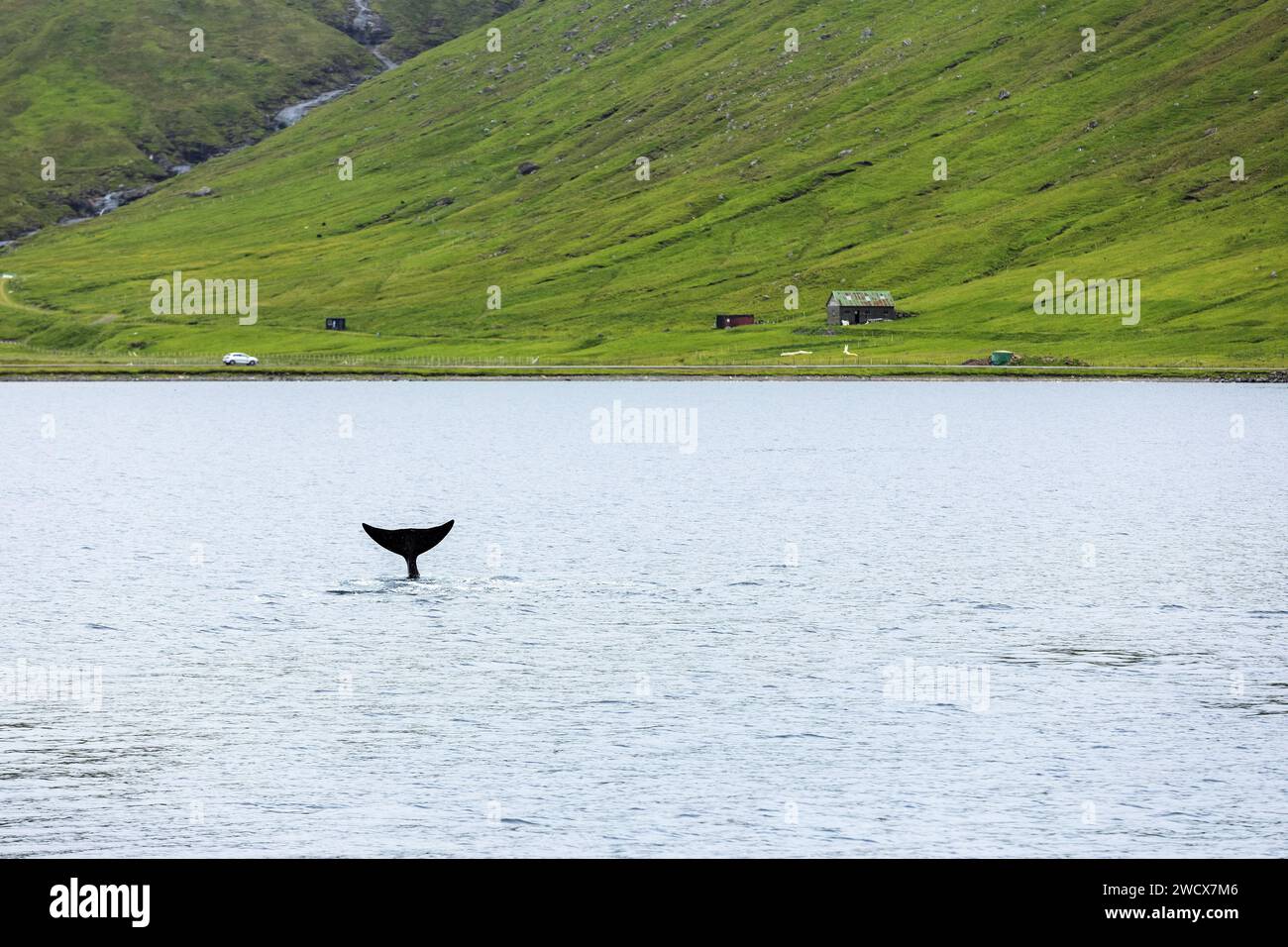 Denmark, Faroe Islands, Streymoy island, Kaldbaksbotnur, pilot whale ...