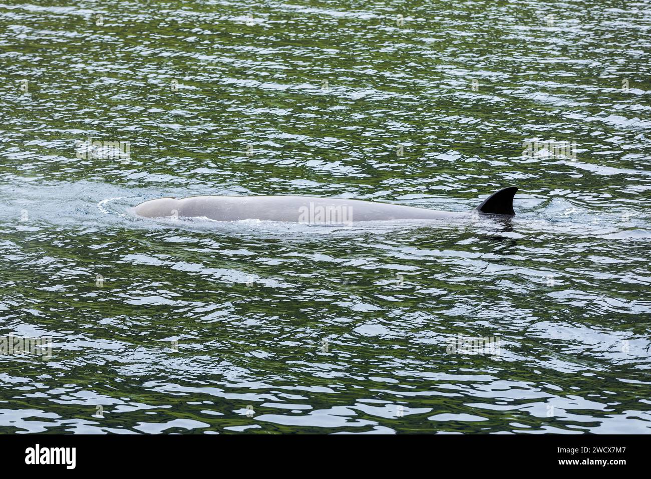 Denmark, Faroe Islands, Streymoy island, Kaldbaksbotnur, pilot whale ...