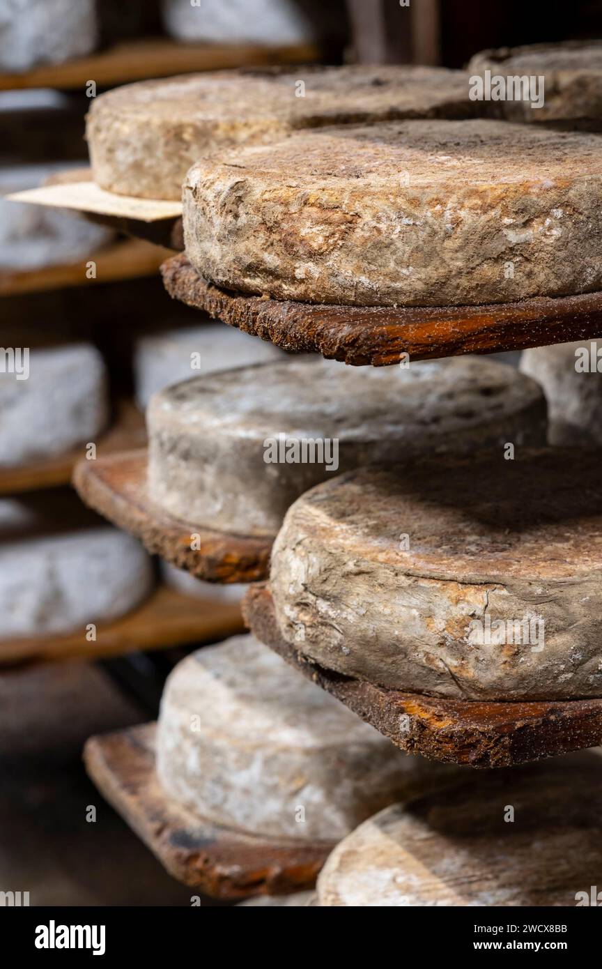 Cheese tree hi-res stock photography and images - Alamy