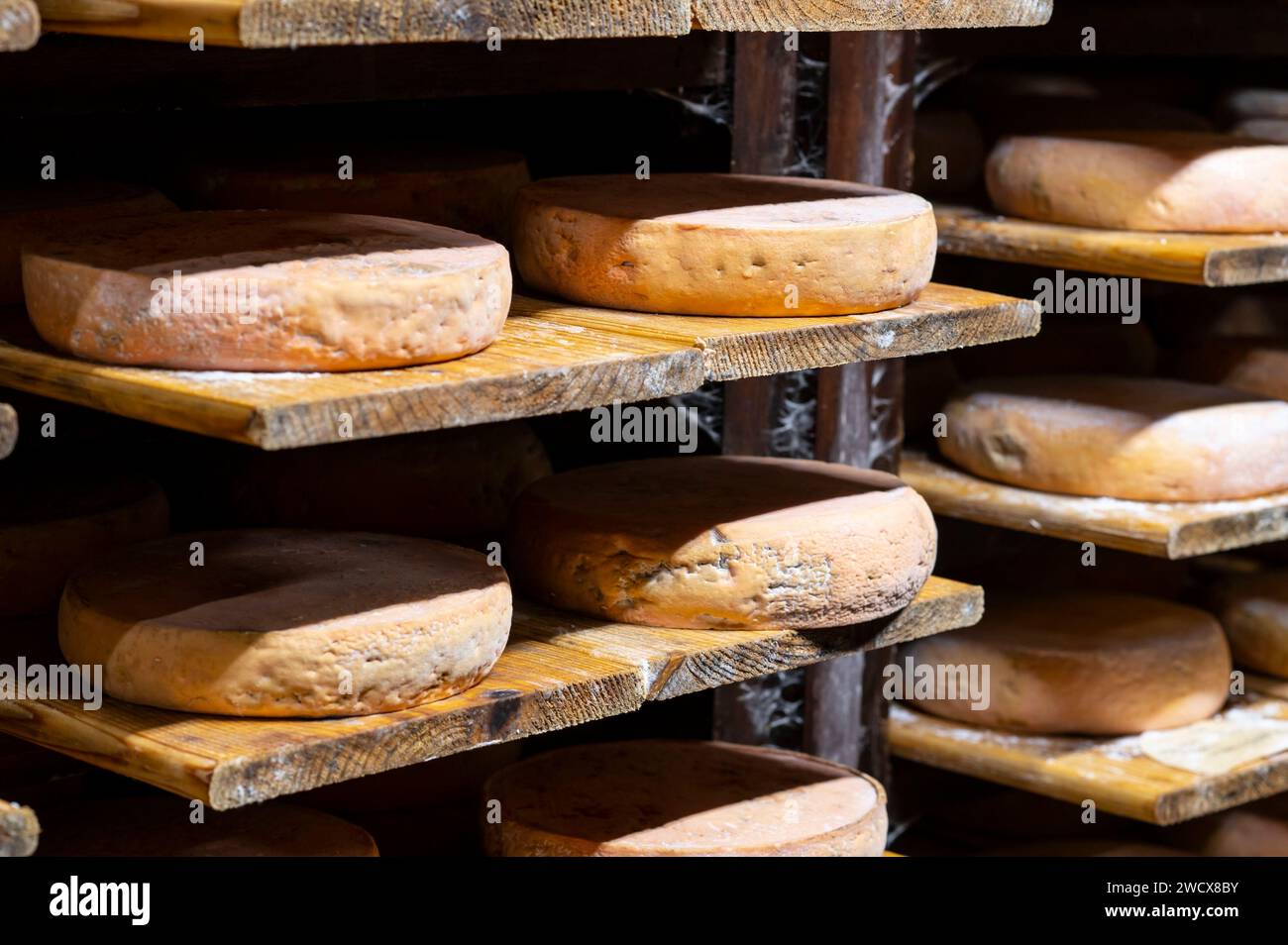 Cheese tree hi-res stock photography and images - Alamy