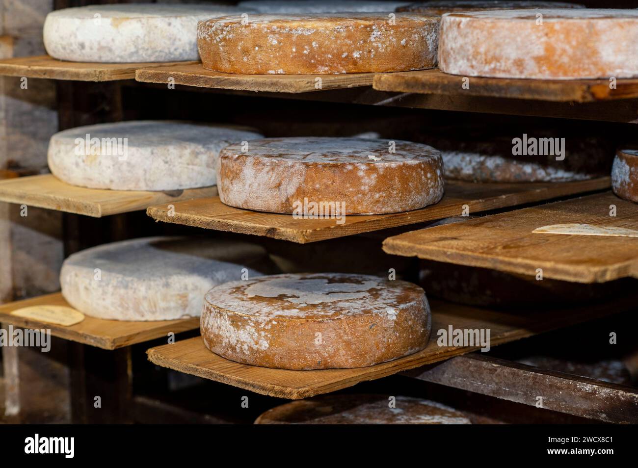 Cheese tree hi-res stock photography and images - Alamy