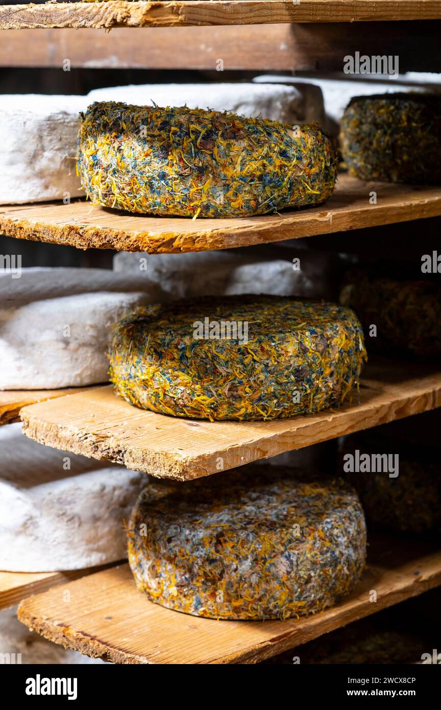 Cheese tree hi-res stock photography and images - Alamy