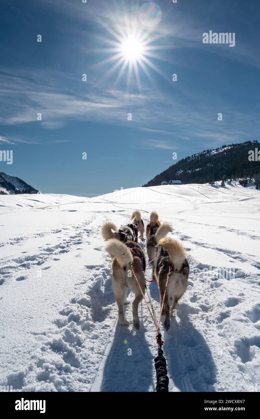 France, Haute Savoie, Bornes massif, Glières plateau, dog sled ride ...