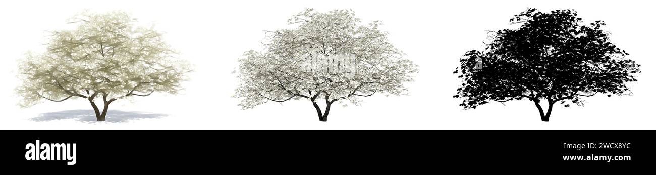 Set or collection of Flowering Dogwood trees, painted, natural and as a ...