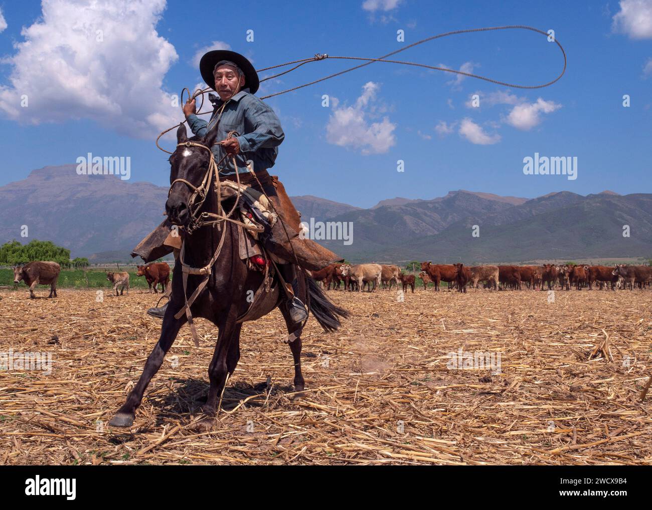 Lassoing cattle hi-res stock photography and images - Alamy
