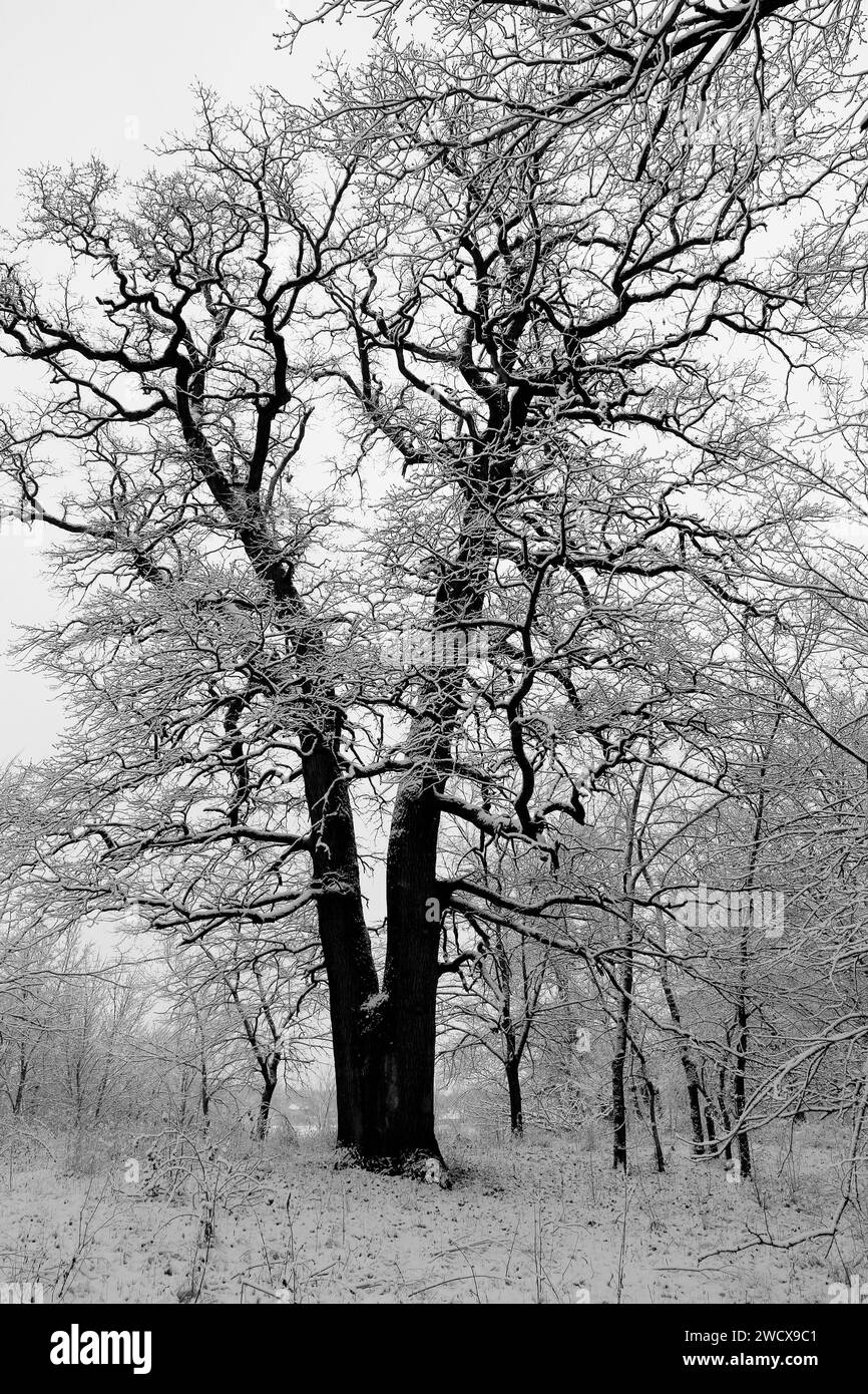 Winter on meadow Black and White Stock Photos & Images - Alamy