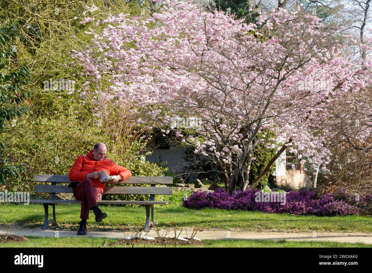 Flowering tree in lawn architecture hi-res stock photography and images ...