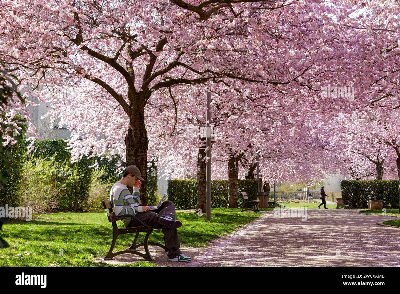 France, Meurthe et Moselle, Nancy, oriental Japan cherry trees in bloom ...