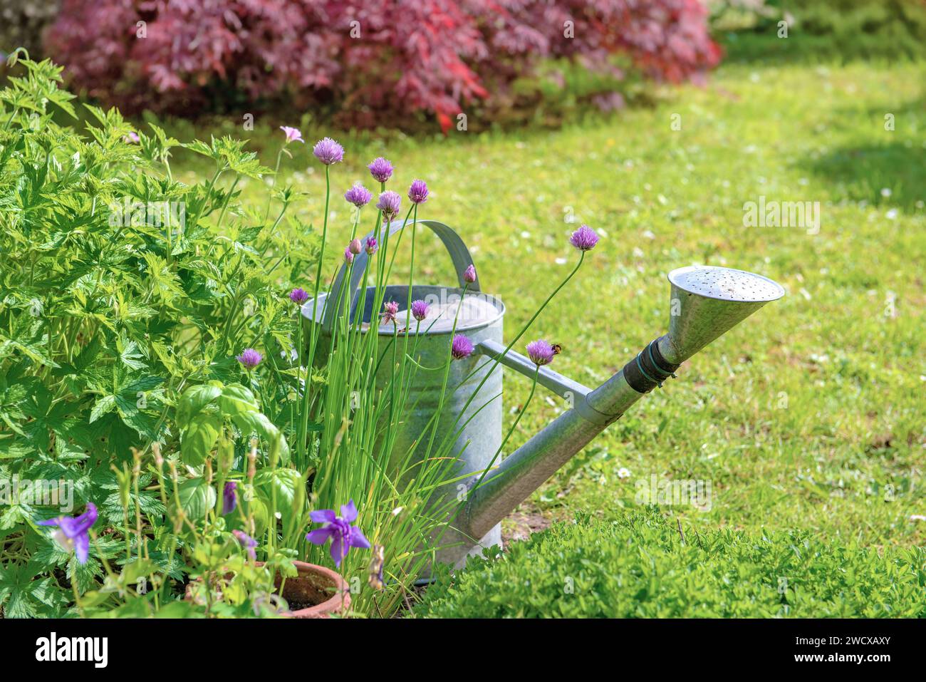 steel old watering can back flowers of shive in a grass of a garden ...