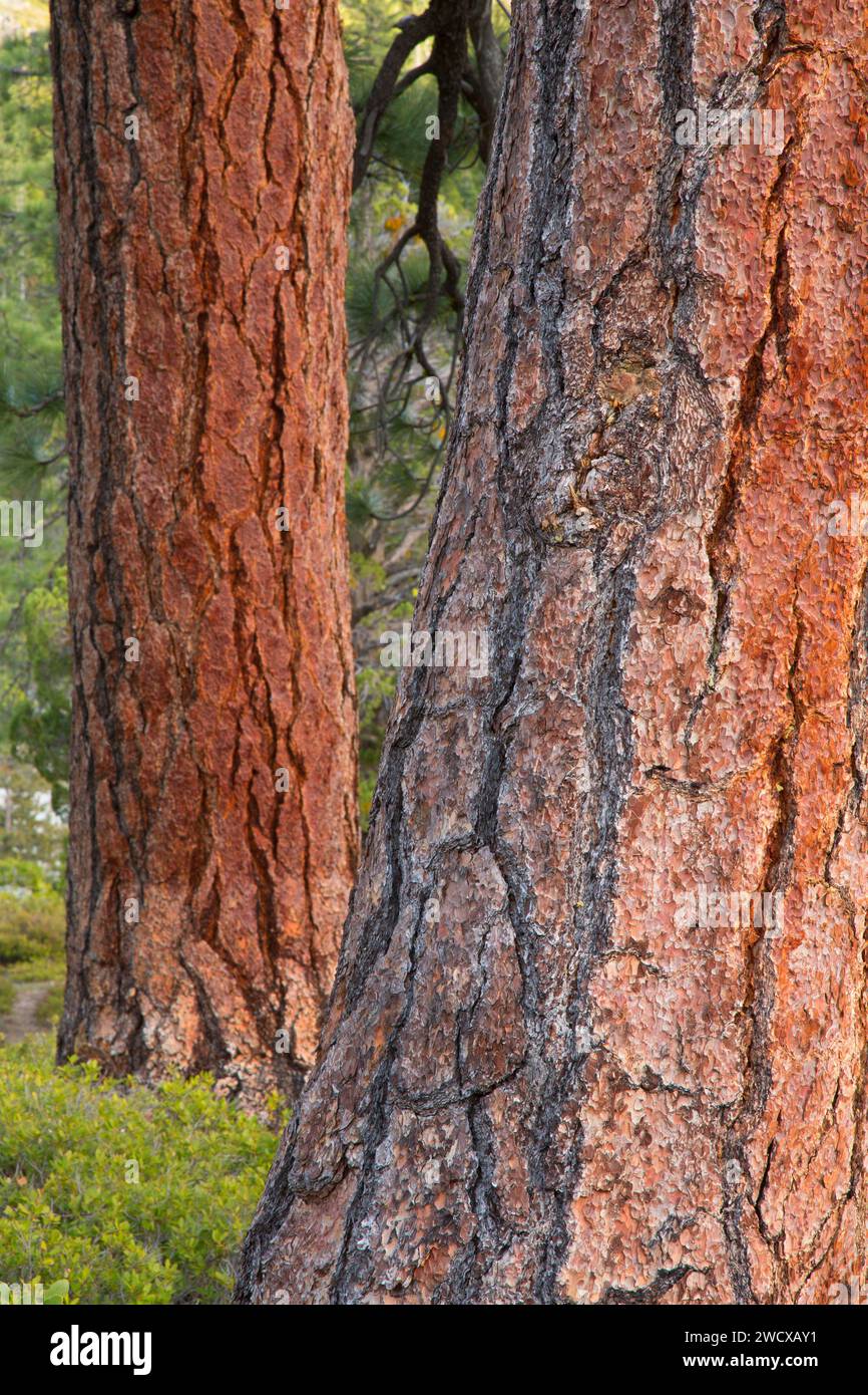 Pine trunks along Horsetail Falls Trail, Pyramid Creek Geological Area ...
