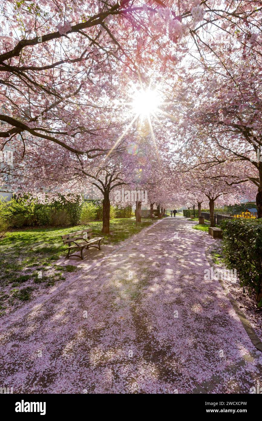 France, Meurthe et Moselle, Nancy, Japan cherry trees in bloom in ...
