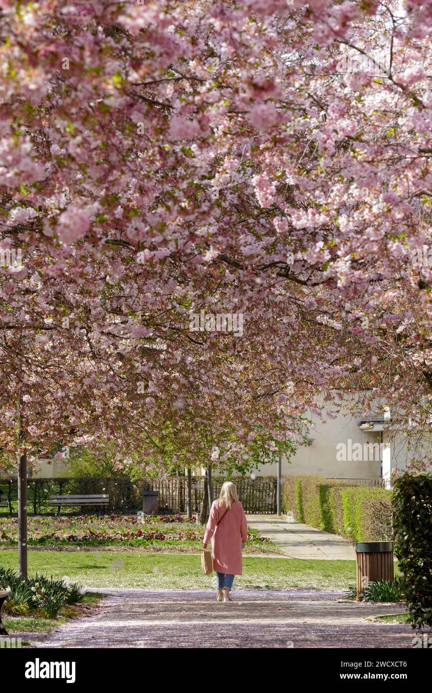 France, Meurthe et Moselle, Nancy, woman walking under the Japan cherry ...